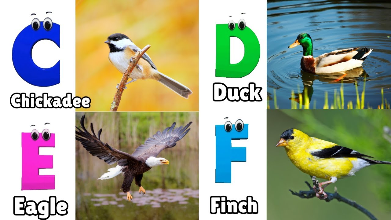 Birds ABC Song for Kids | Phonics for Kids | Alphabet Letters | Learn ...