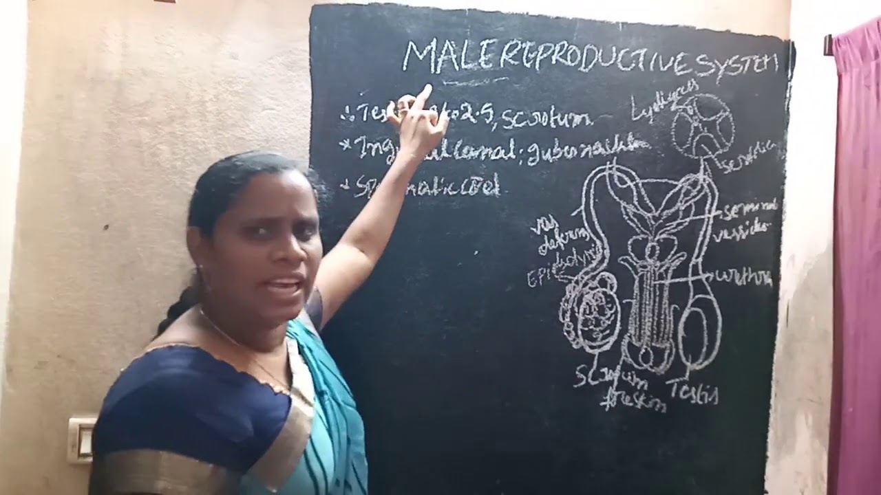 Male reproductive system - YouTube