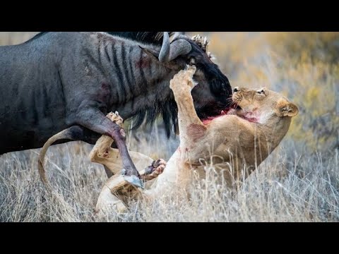 "Lion vs Wildebeest 😱 Brutal Hunt Caught on Camera!" - YouTube