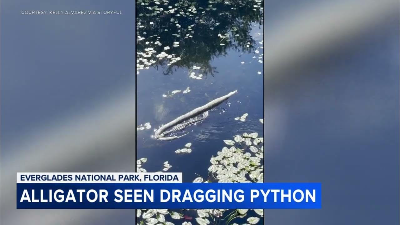 Alligator seen dragging python through water in Florida - YouTube