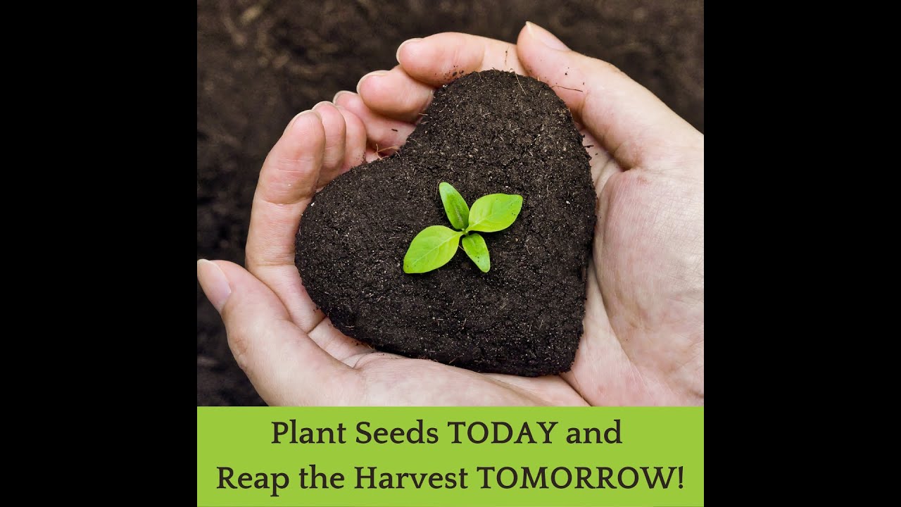 Health & Wellness Blog #6: Plant Seeds TODAY and Reap the Harvest ...
