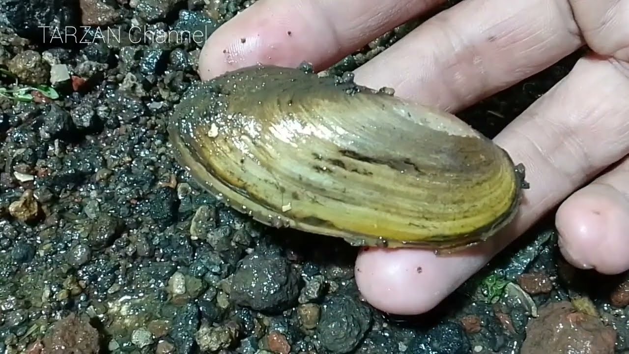 Hewan-hewan yang hidup di air tawar, ketam atau yuyu, kodok sawah ...