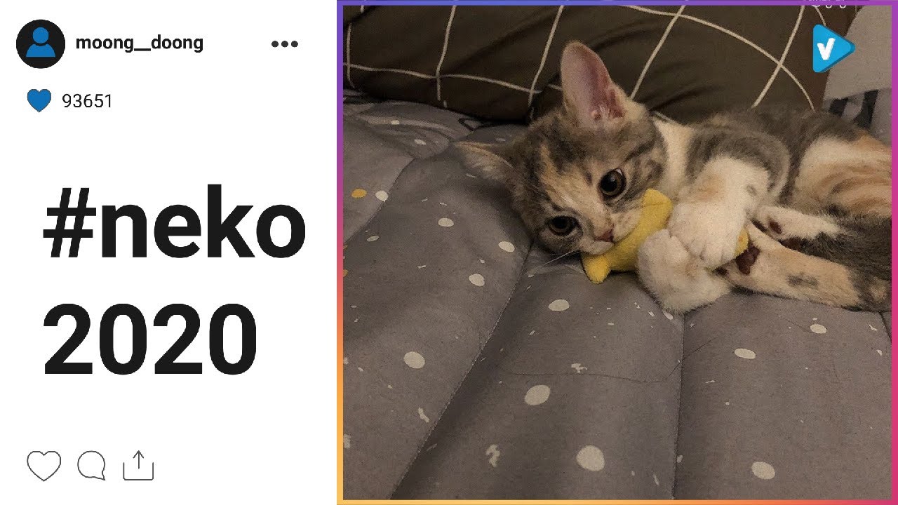Top #neko Posts January 2020 , Starring: moong__doong - YouTube