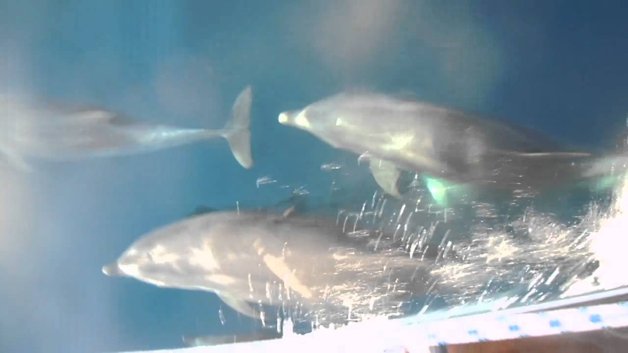 Dolphins in the bermuda triangle - YouTube