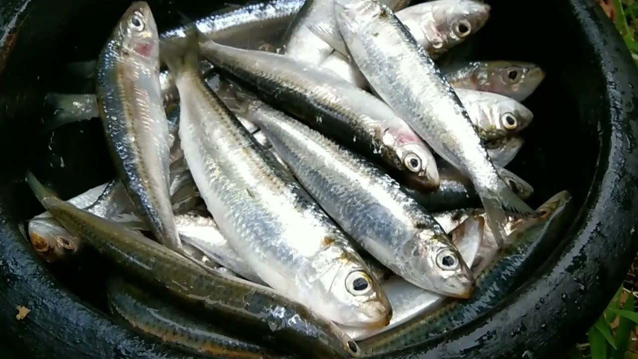 Meen Peera | Mathi Peera Pattichathu | Sardine Fish Peera | KERALA ...