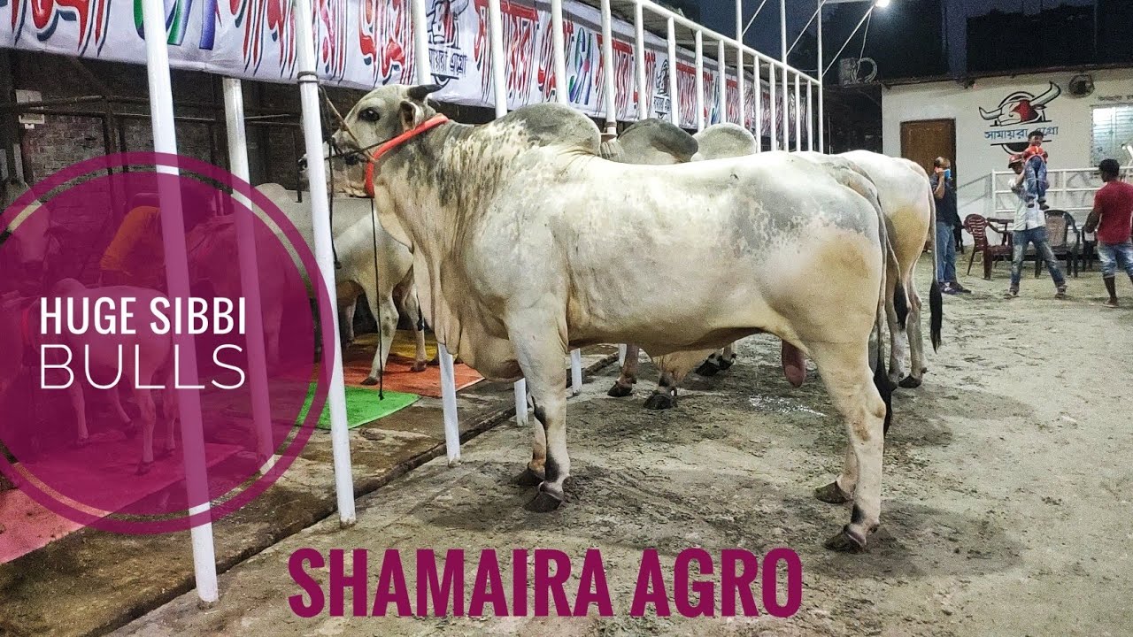 200 | Qurbani 2020 | Huge Sibbi Bulls Lineup | Getting Ready for Eid ...