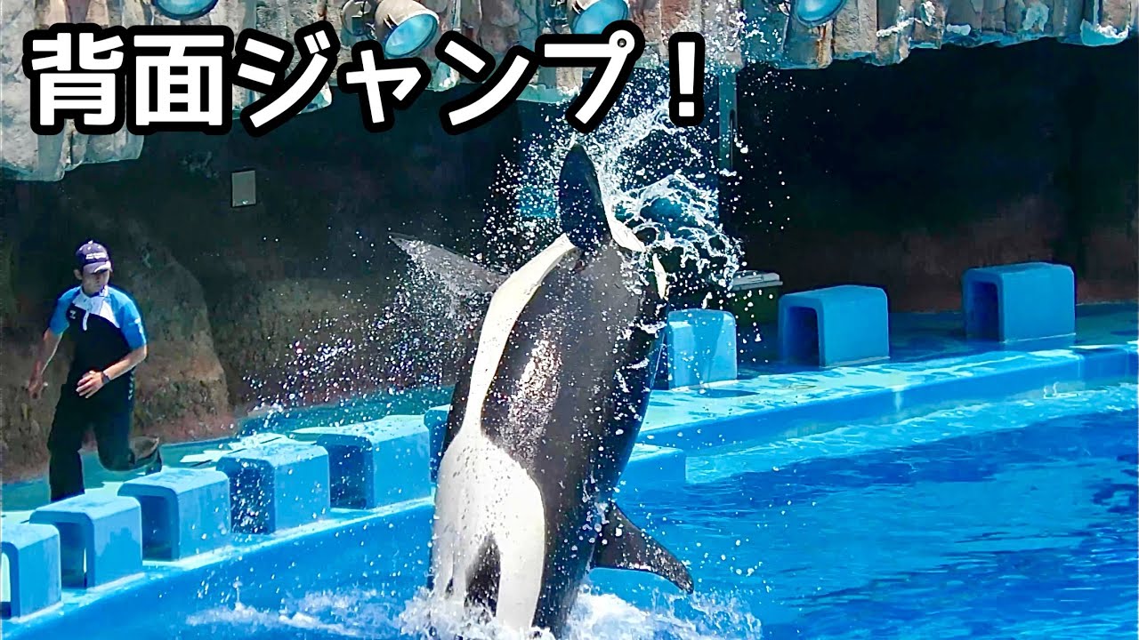 シャチ リンちゃん 背面ジャンプが決まりました【名古屋港水族館】Orca Lynn-chan Port of Nagoya Public ...