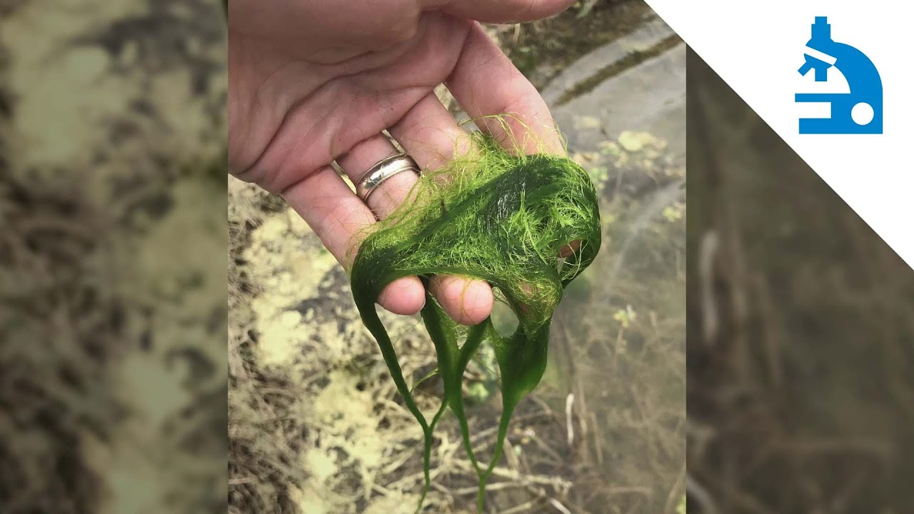 Algae Corner: "What Is It?" - Spirogyra - YouTube