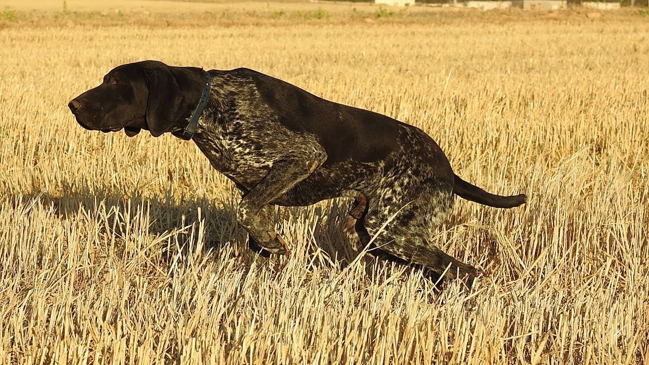 صيد السمان 2017 بالكلاب المدربه بشكل جيد! chasse de la caille des bles ...