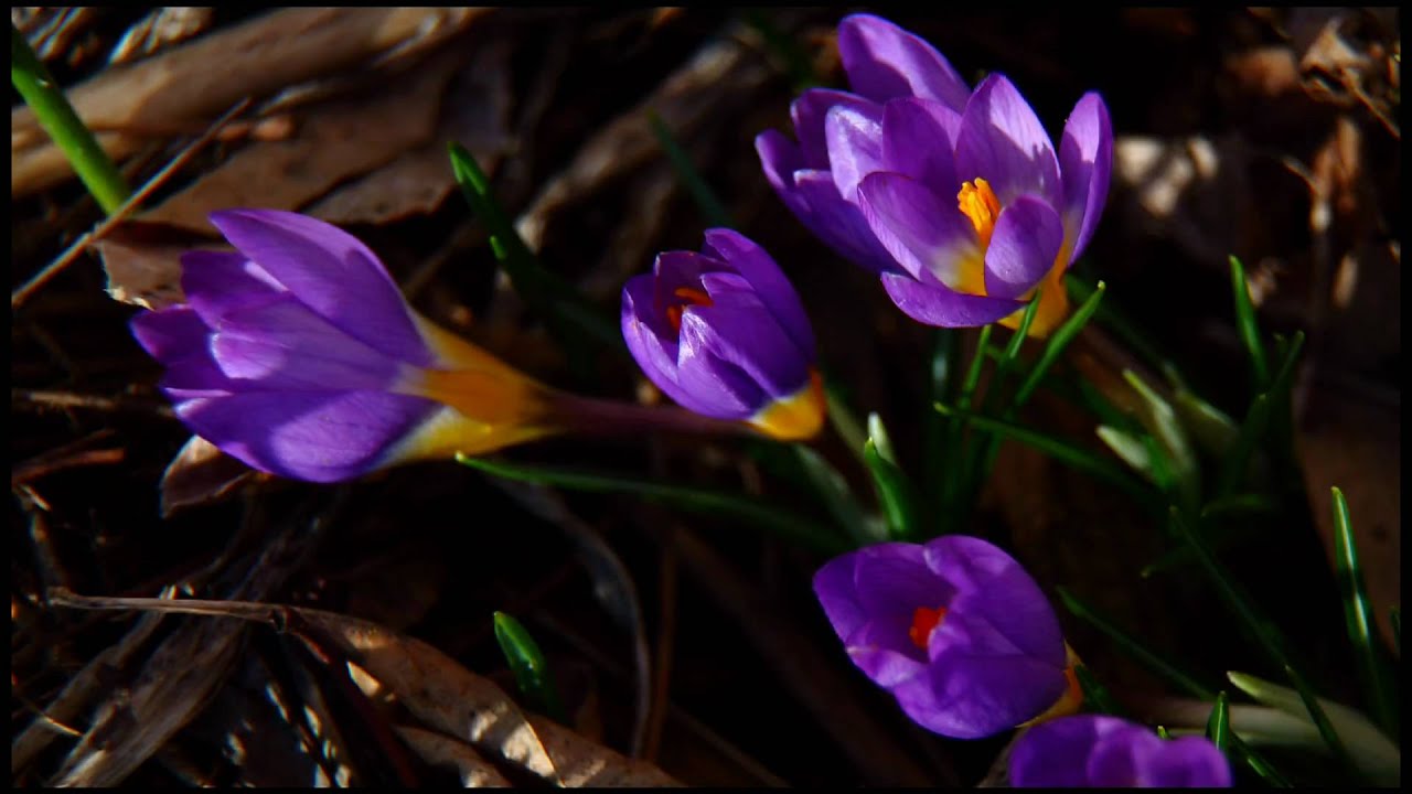 Opening Crocuses - YouTube