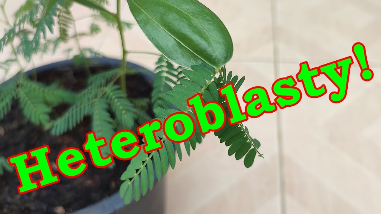 Acacia Mangium True Leaves - Heteroblasty! - YouTube