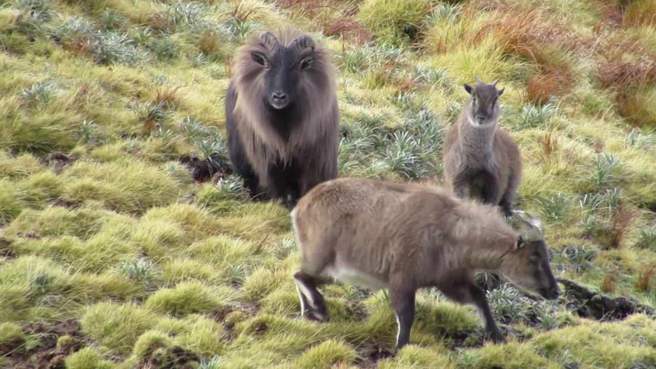 Bull Tahr encounters - YouTube