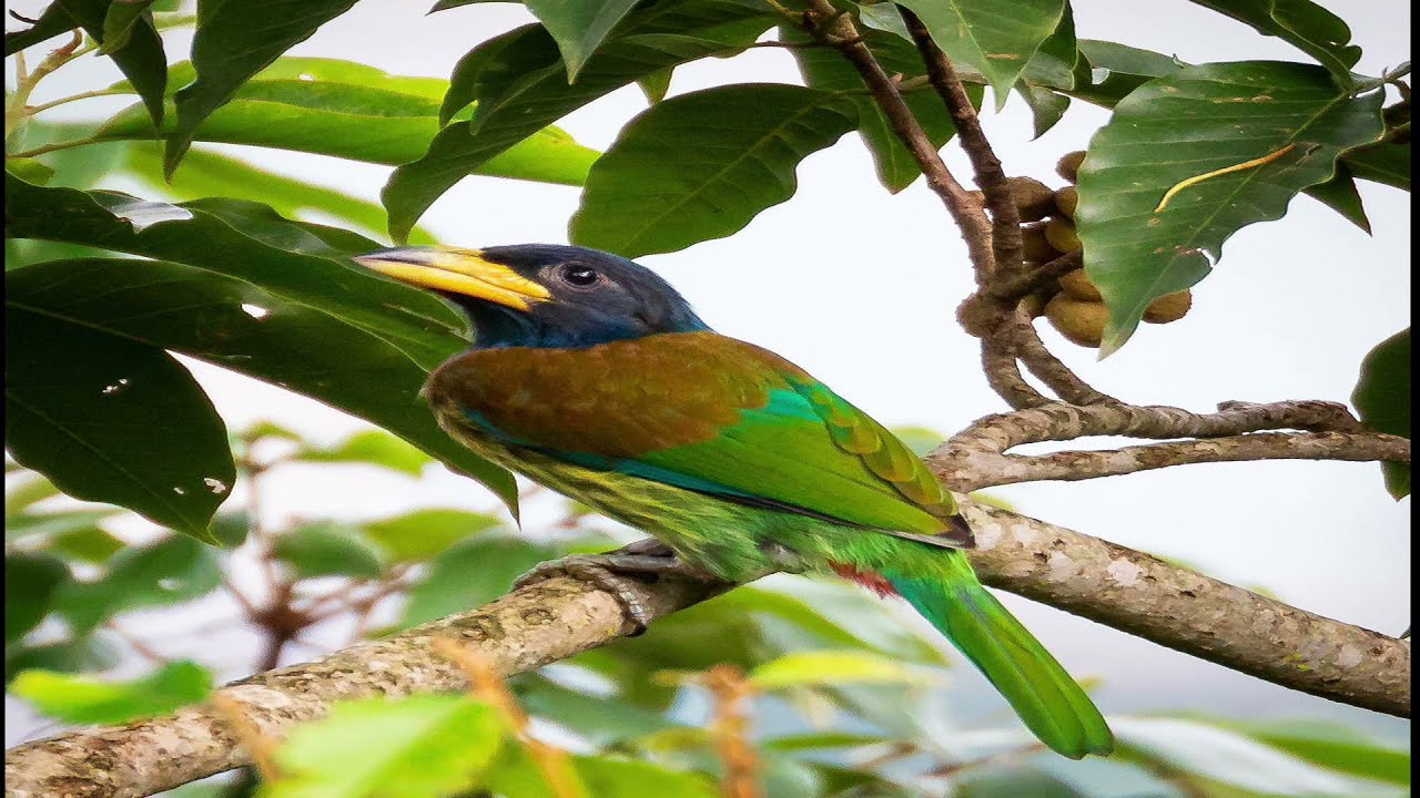 Nyauli Bird, Nyauli Bird Voice, Nyauli Bird Nepal, Birds in Nepal - YouTube