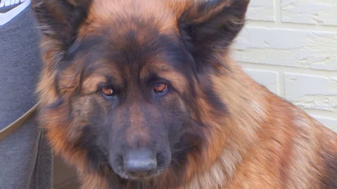 Телохранитель Джерри. Немецкая овчарка. Bodyguard Jerry. German ...