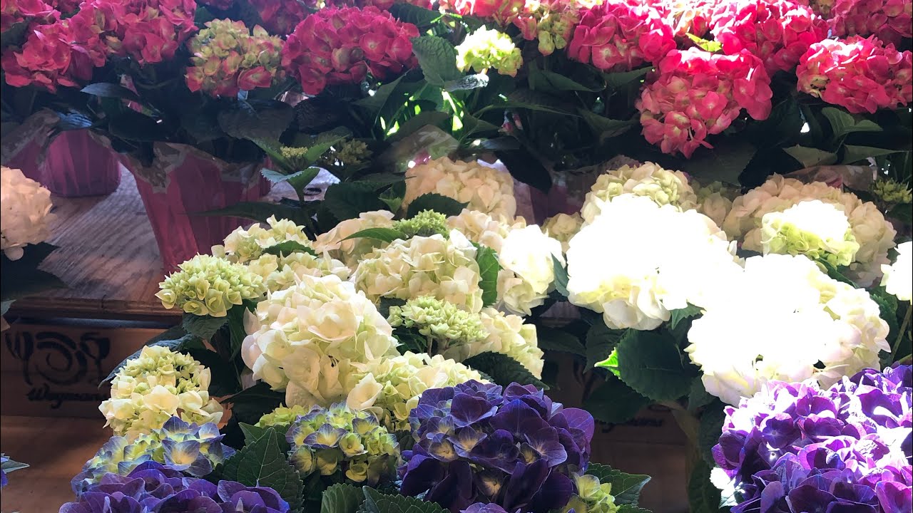 🌸🌷Beautiful spring flowers tulips , hyacinths and hydrangeas on display ...