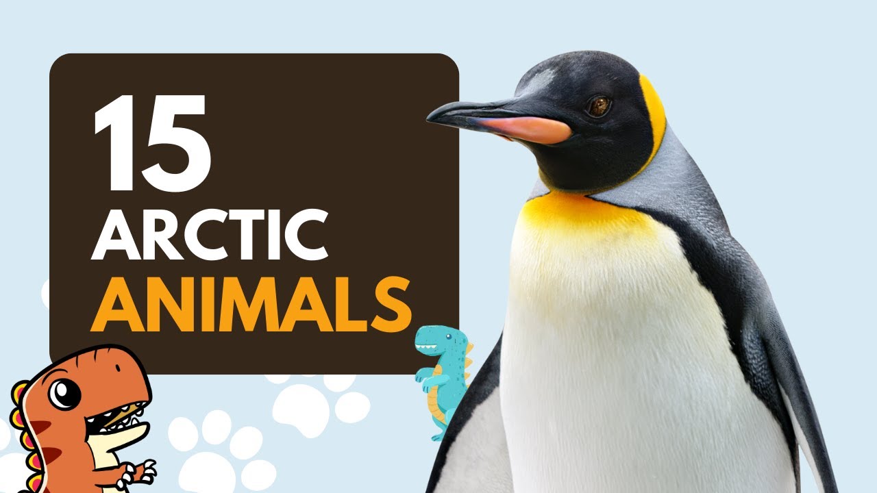 15 Arctic Animal Names for Kids to Learn - Educational Video - YouTube