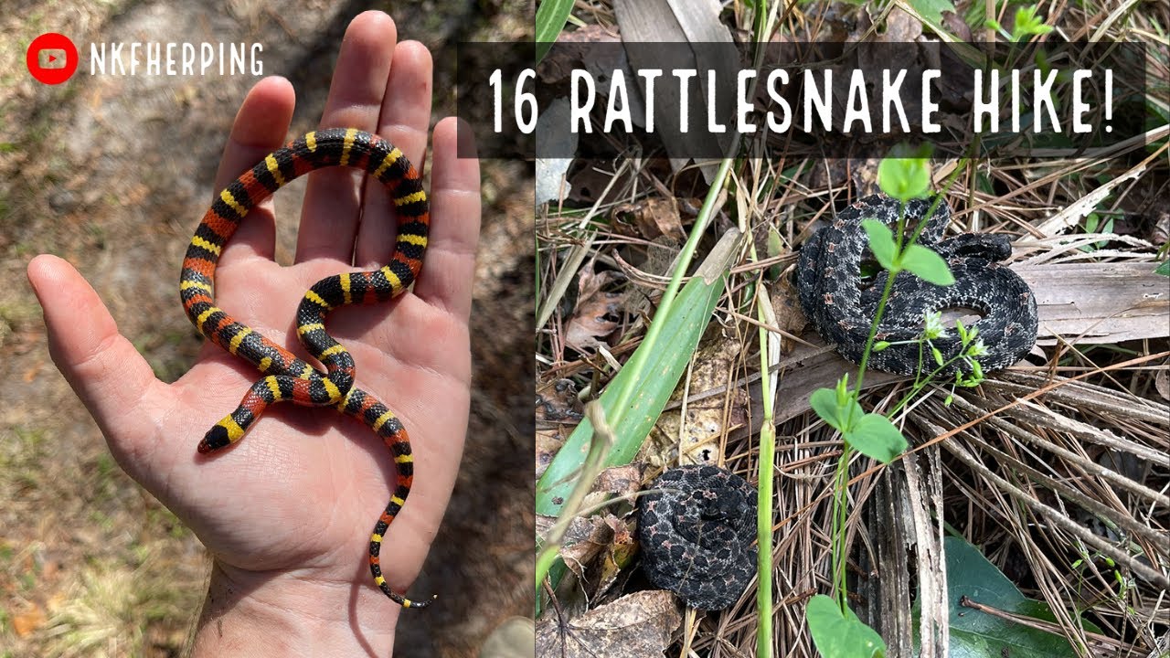 Finding 16 Pygmy Rattlesnakes and a Scarlet Kingsnake on One Hike in ...
