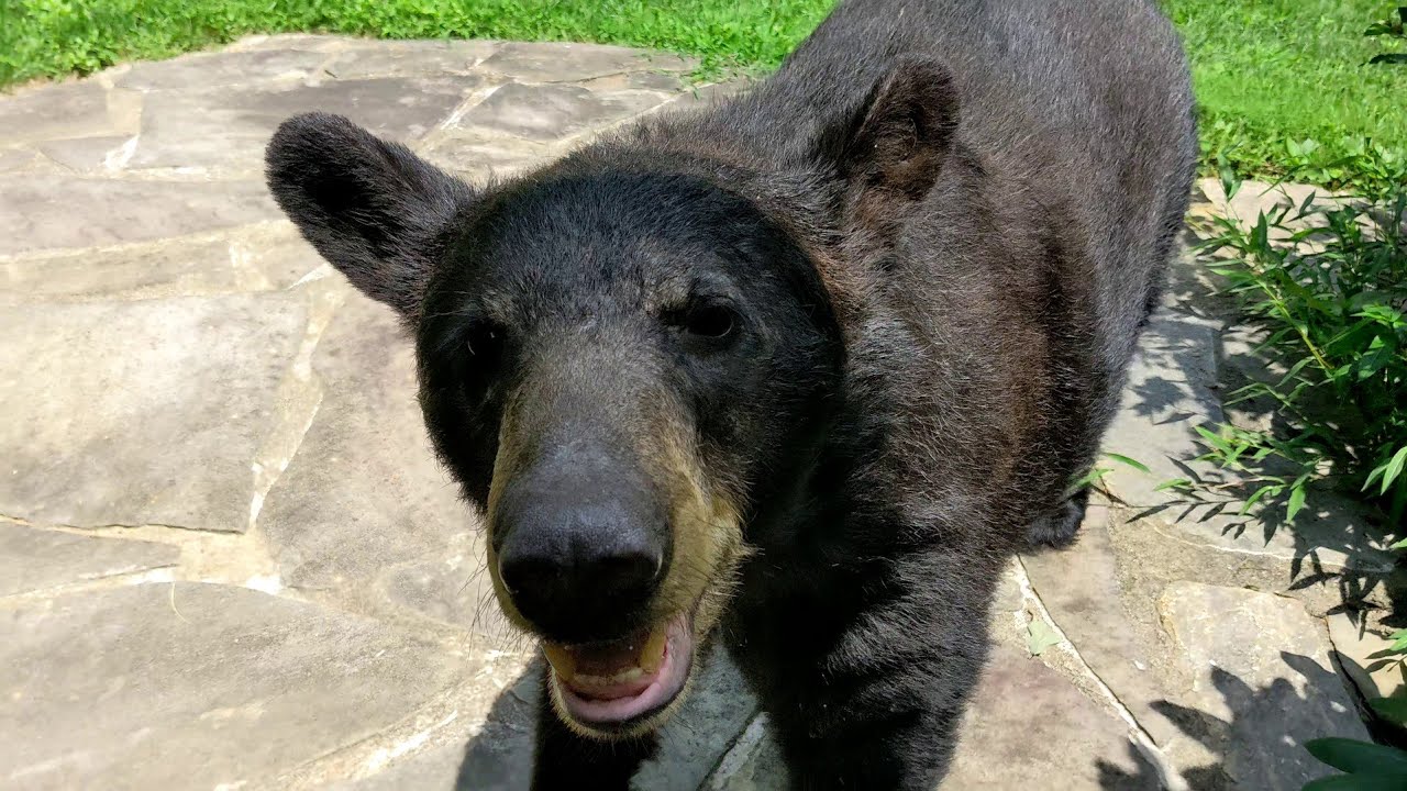 Bear Simone — Back for Lunch - YouTube