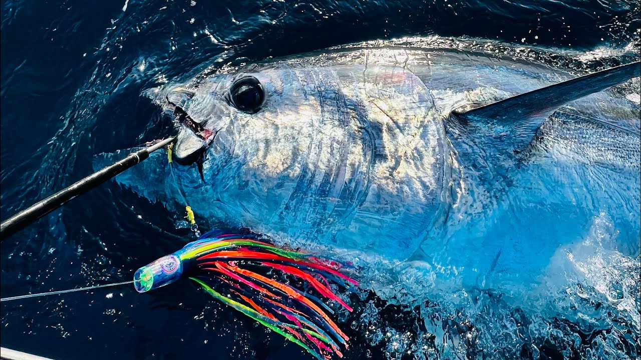 We tagged this massive fish for science! - YouTube