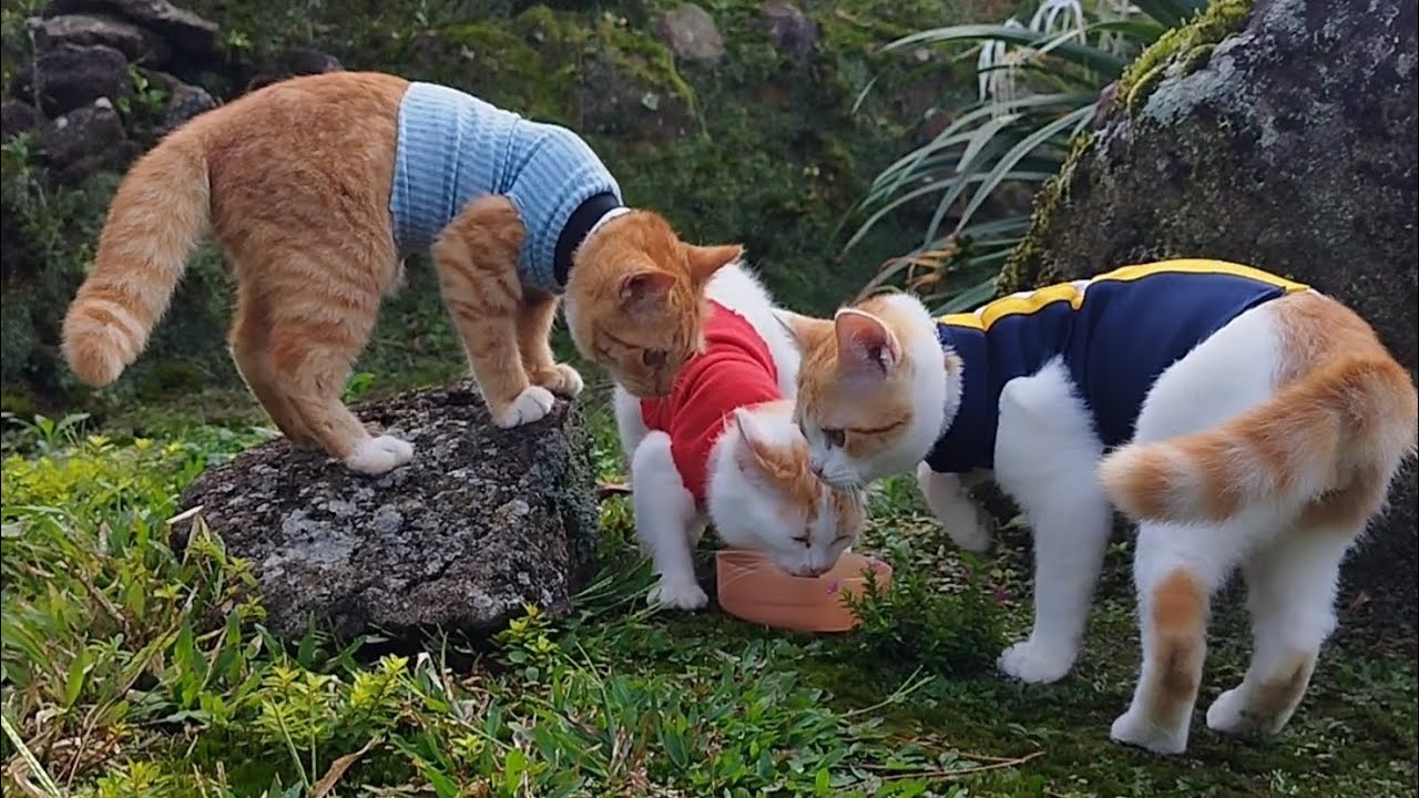 MEOWING CUTE - kitten cats - funny moments cats - Suara Binatang 458 ...