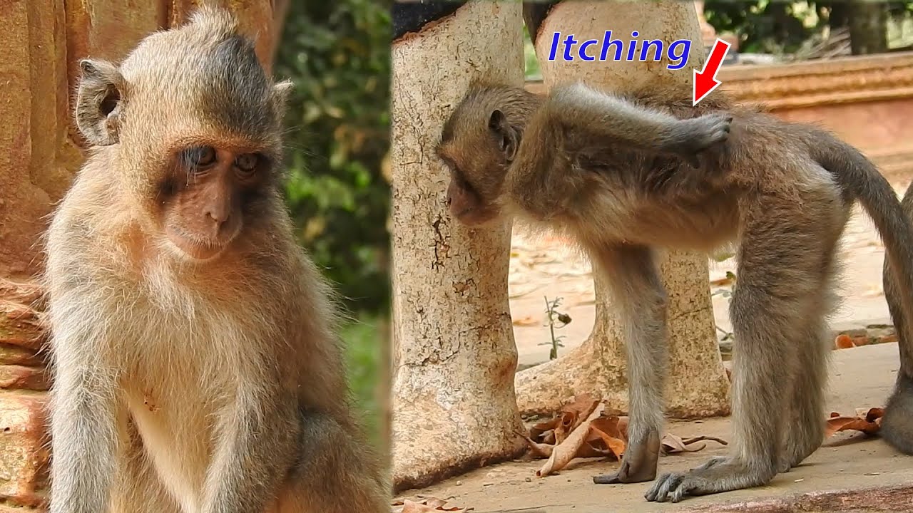 Very pity... When seen poor monkey got injury on back, Look so hurt and ...