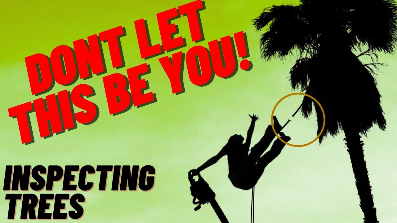 How Tree Climbers Know When a Tree is Safe to Climb - YouTube