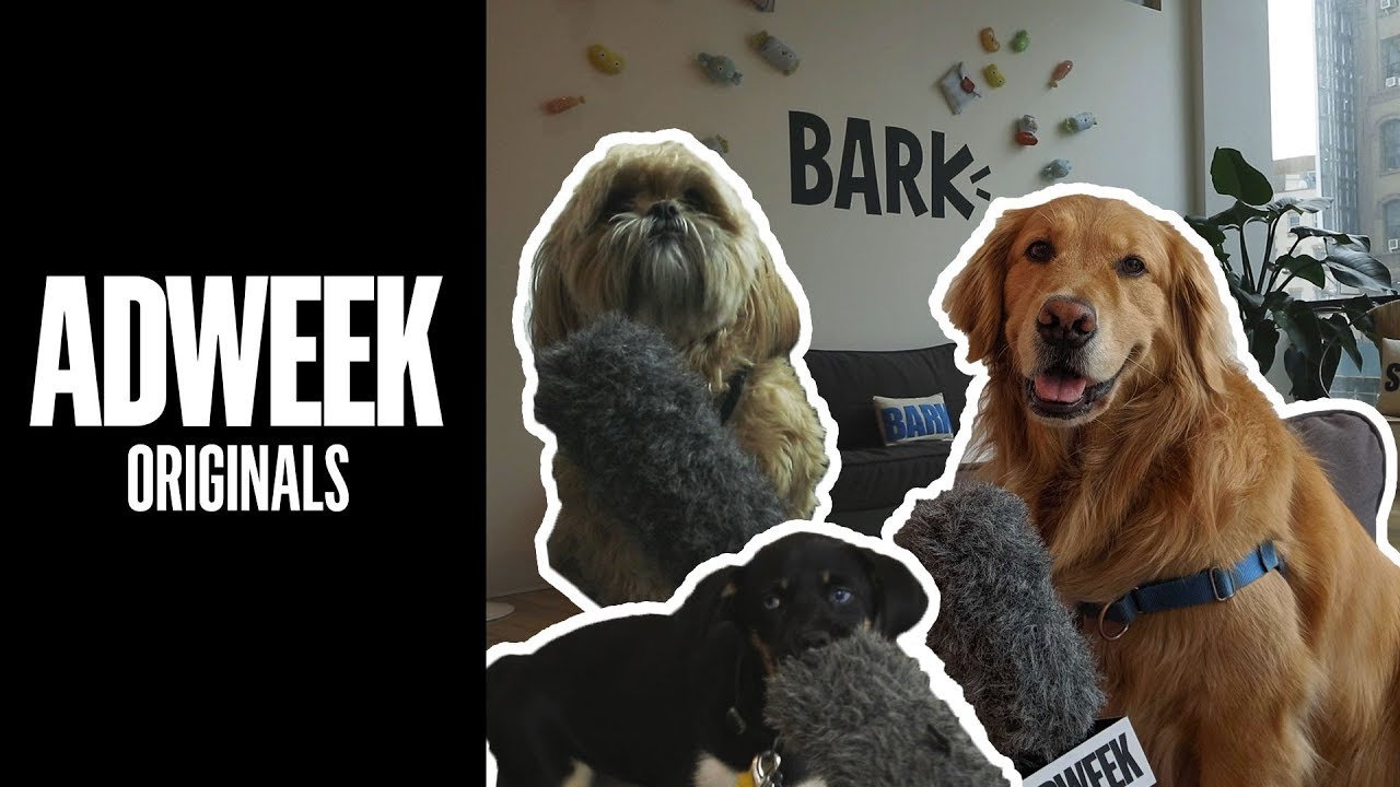 How Bark Took Over Your Instagram Feed! - YouTube