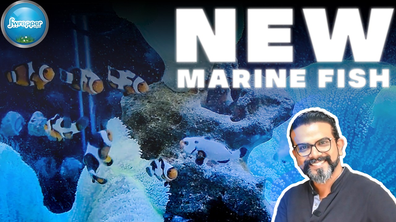 Marine Clownfish Unboxing, Drip Acclimation & Salinity Check Process ...