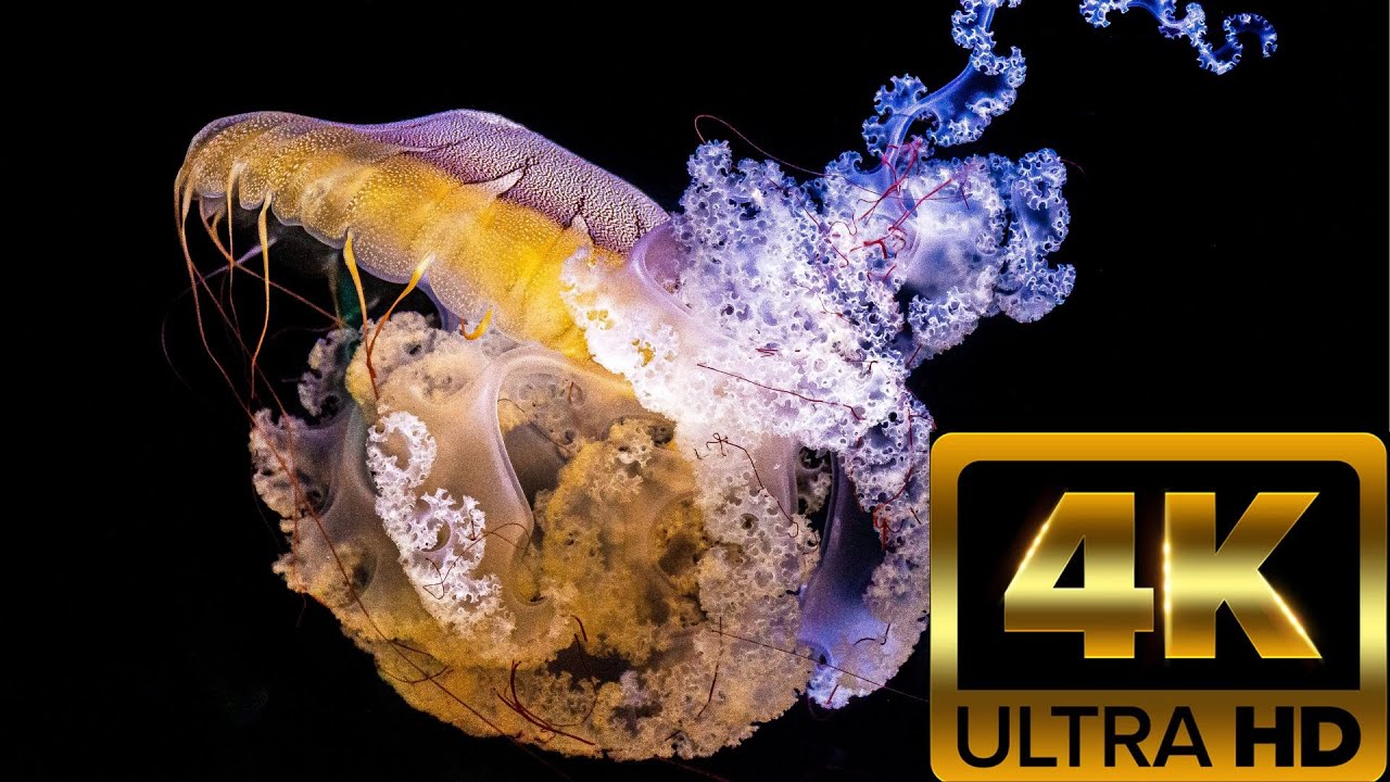 jellyfish underwater WONDERFUL COLORS WITH RELAXING SOUND IN 4K - YouTube