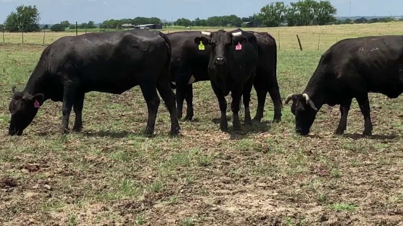 7 Angus & Angus Cross Bred Cows, #07032 | Cattle for sale - YouTube