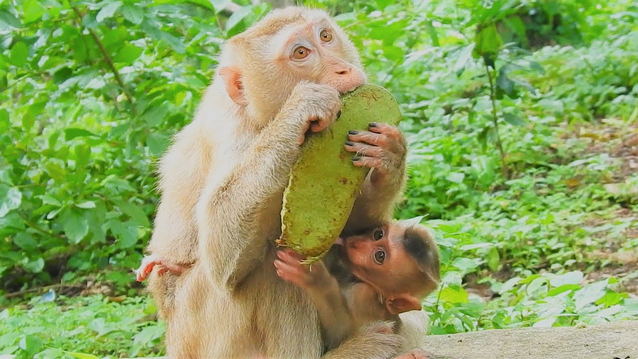 A young wild animal named Sarika's , she tries to eat food to give baby ...