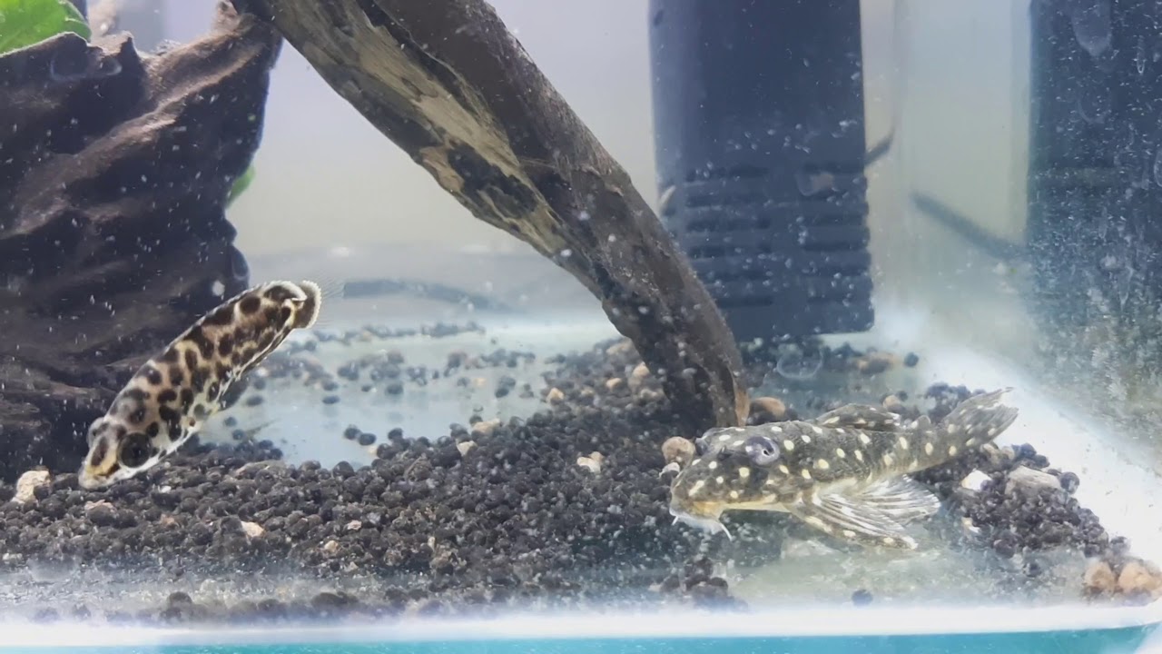 Mali Channel / Pleco fish tank / ตู้เลี้ยง ปลาซัคเกอร์ และ ปลาเสือใบไม้ ...
