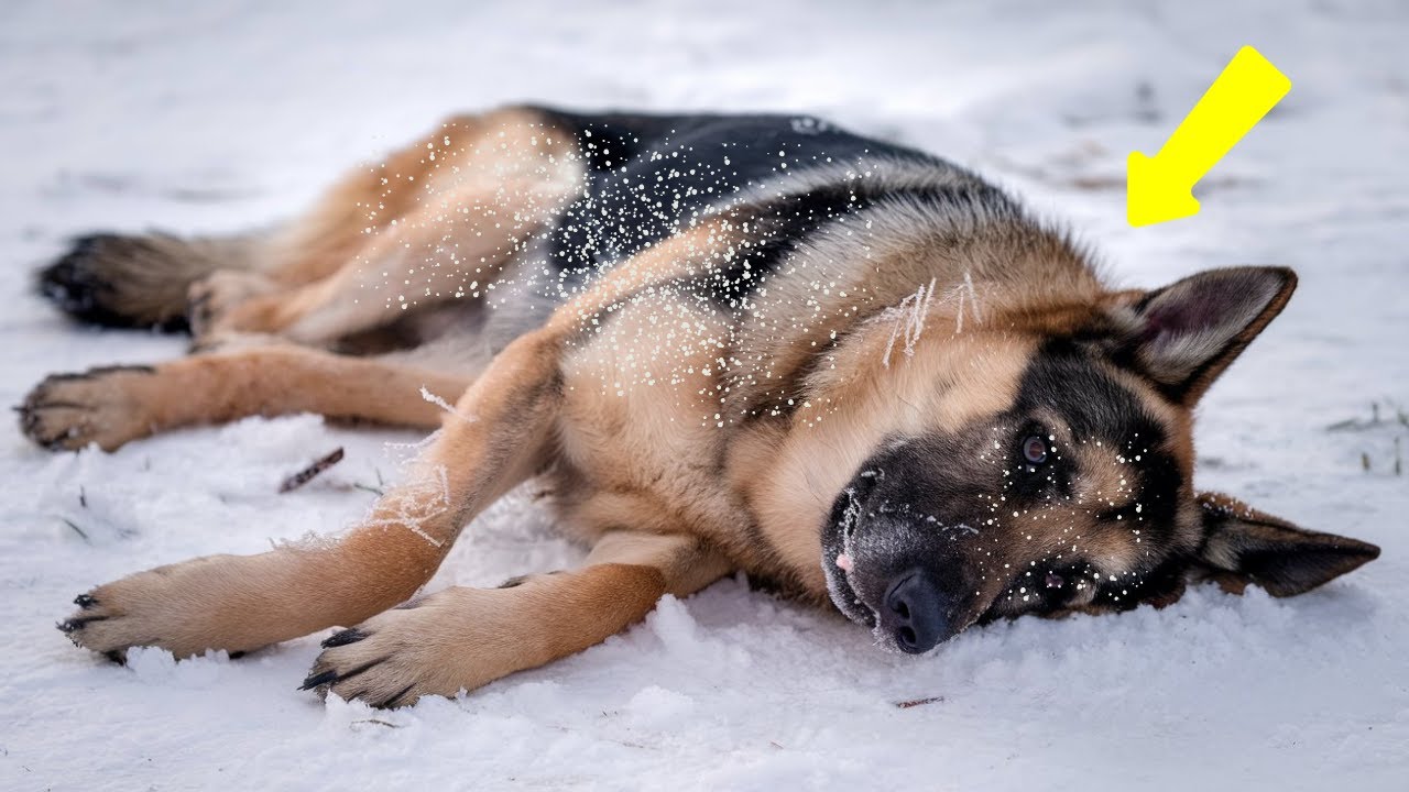 A Dying German Shepherd Was Left in the Cold—What Happened Next Will ...
