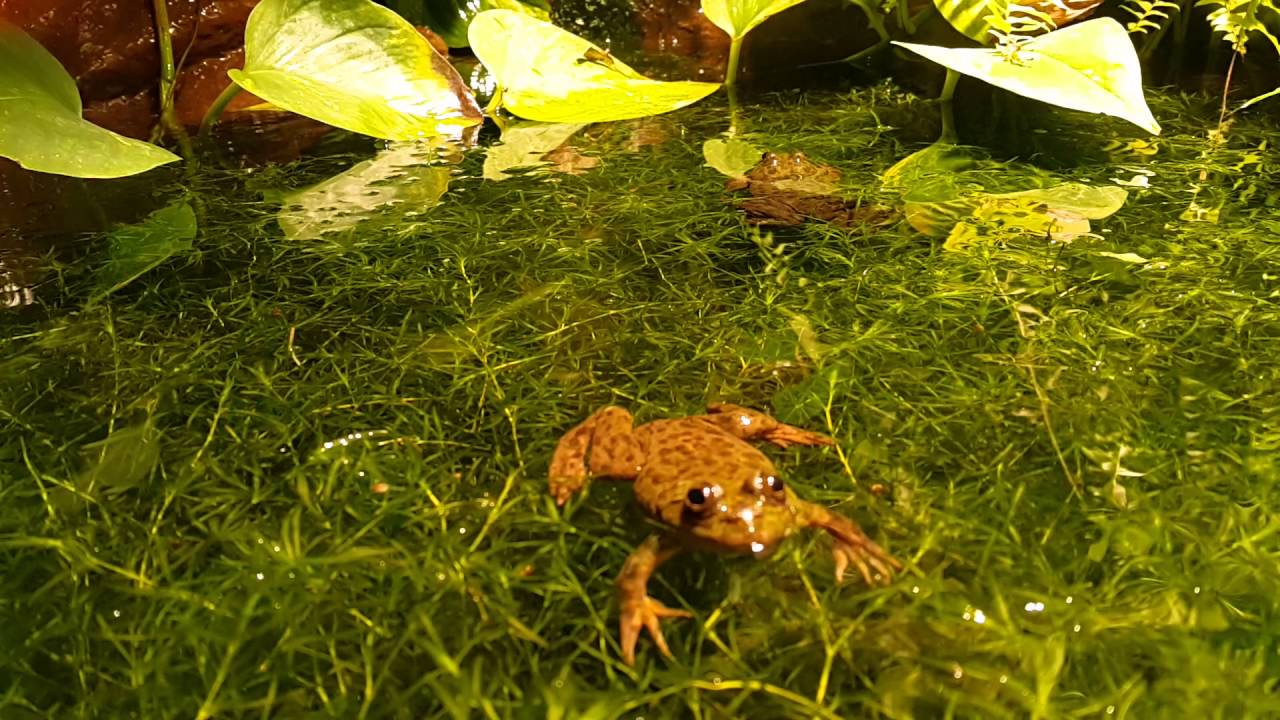 Skittering Frog at Arabia's Wildlife Centre in Sharjah الضفدع المنزلق ...