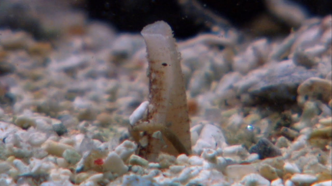 Los caracoles cono son unos cazadores natos | NATIONAL GEOGRAPHIC ...