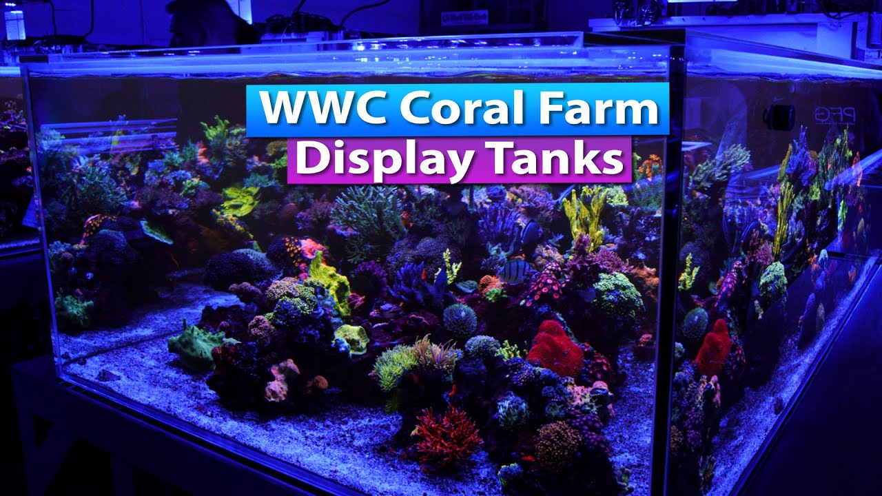 WWC Behind The Scenes: Coral Farm Tank Tour - YouTube