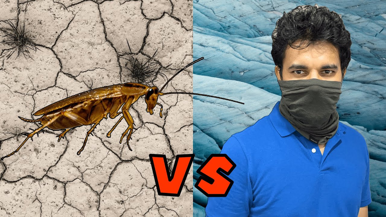 Fighting Cockroaches. - YouTube