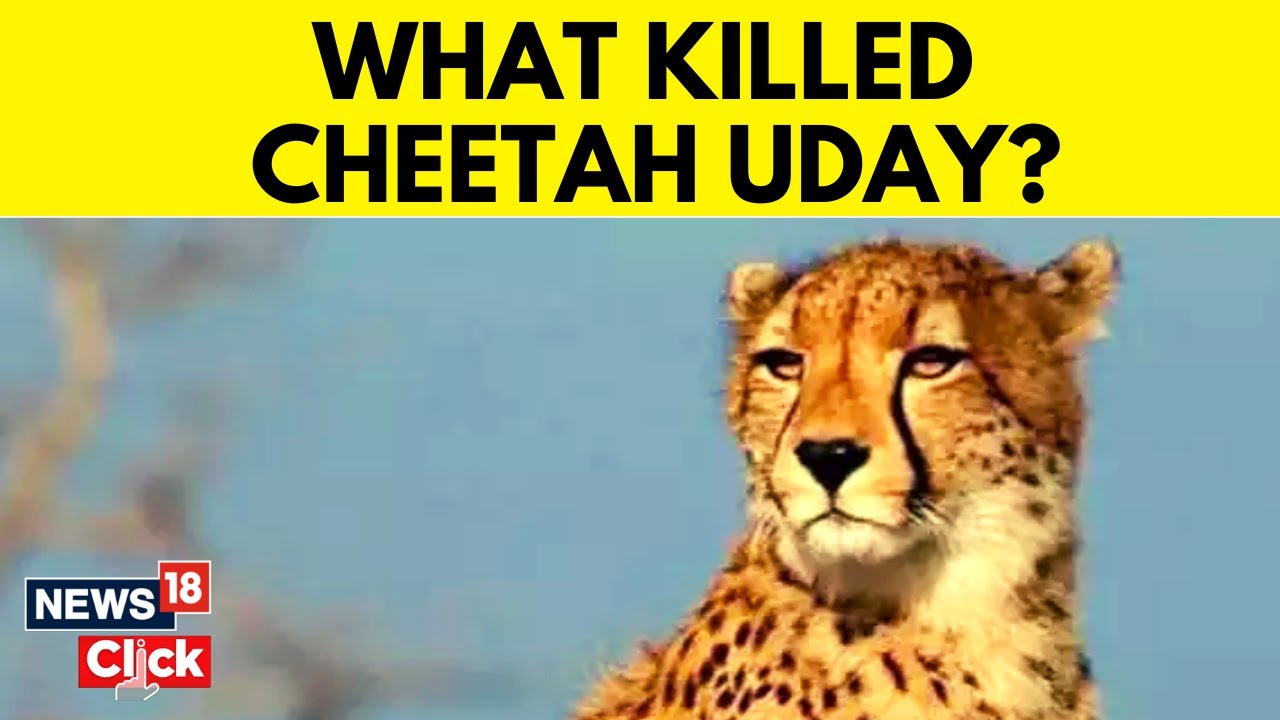 What Killed Cheetah Uday at Kuno?- Explained | Cheetah Uday Cremated at ...