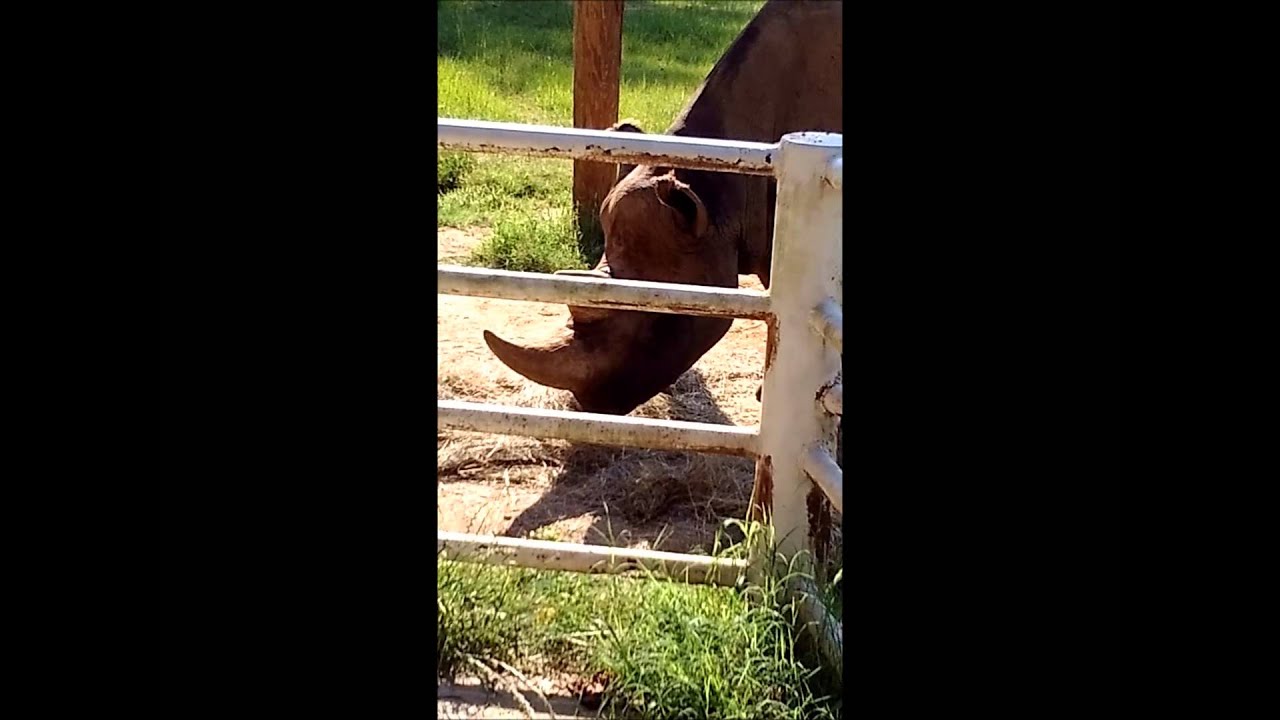 The Chehaw Animal Park in Albany, Georgia - YouTube