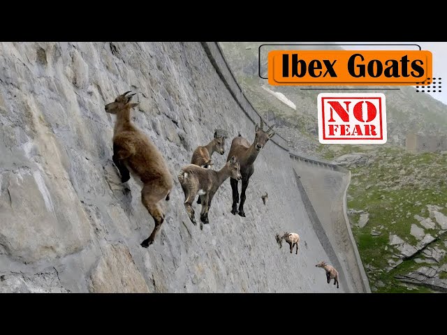 Alpine Ibex On Dam Wall