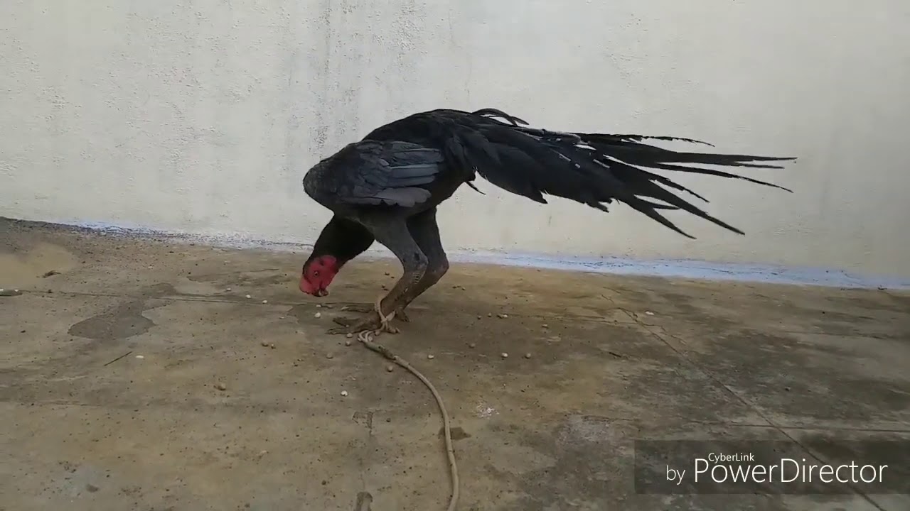 Butiful vesari val seval - YouTube