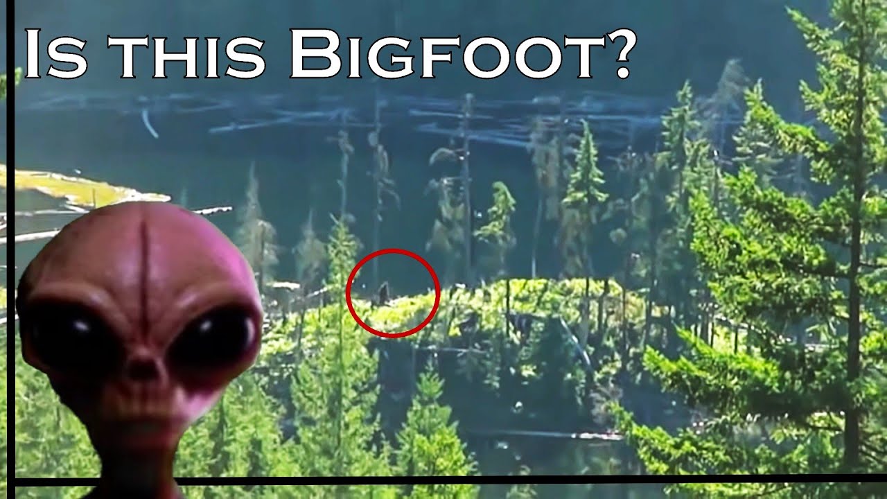 Bigfoot Sasquatch video from British Columbia - bigfoot sighting! - YouTube