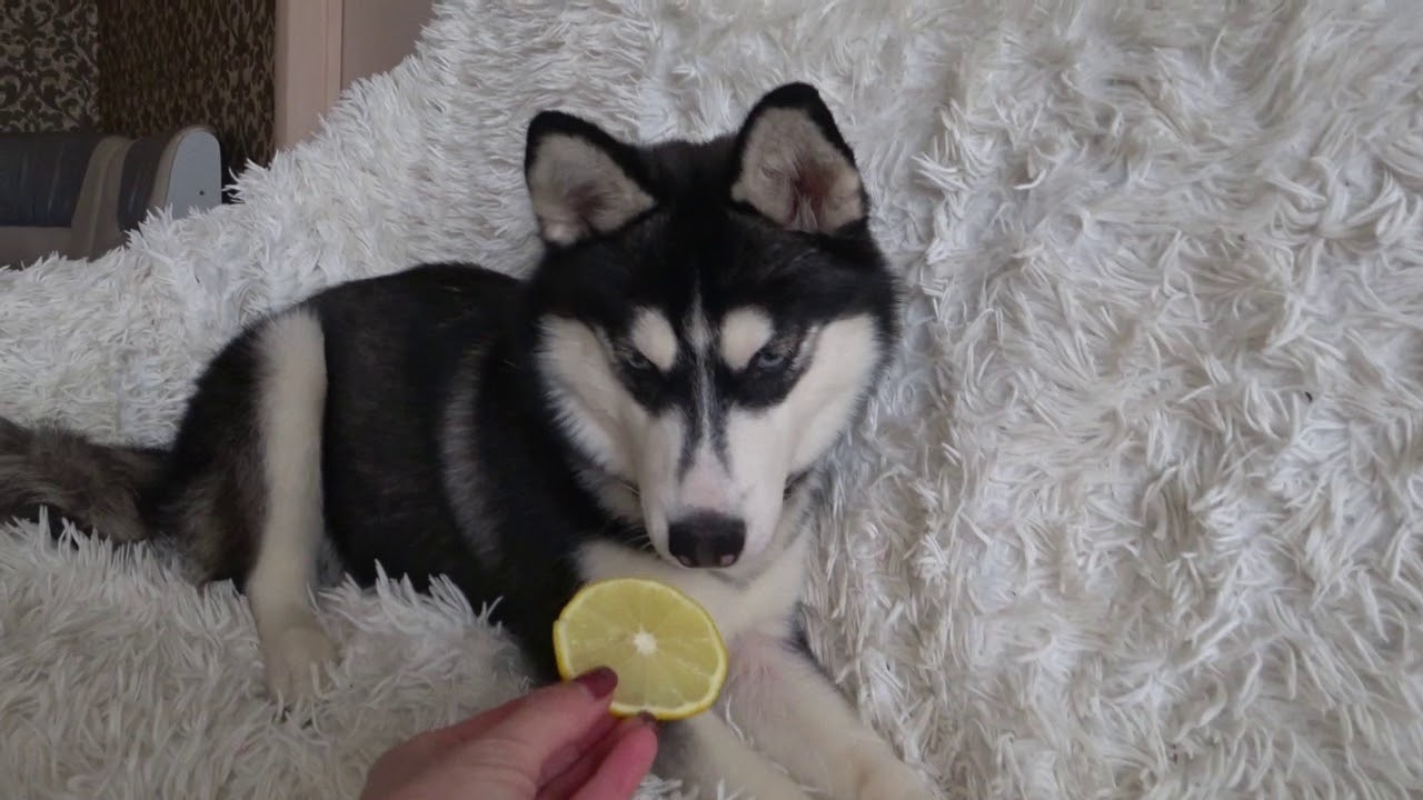 РЕАКЦИЯ Сибирский ХАСКИ ДЖЕССИ НА ЛИМОН ! My Husky Reacts to Trying ...