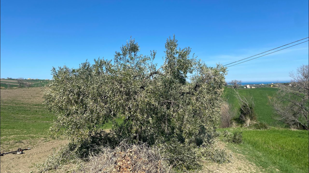 Potatura Leccini sesto amplio. Protezione dei rami dalle scottature del ...