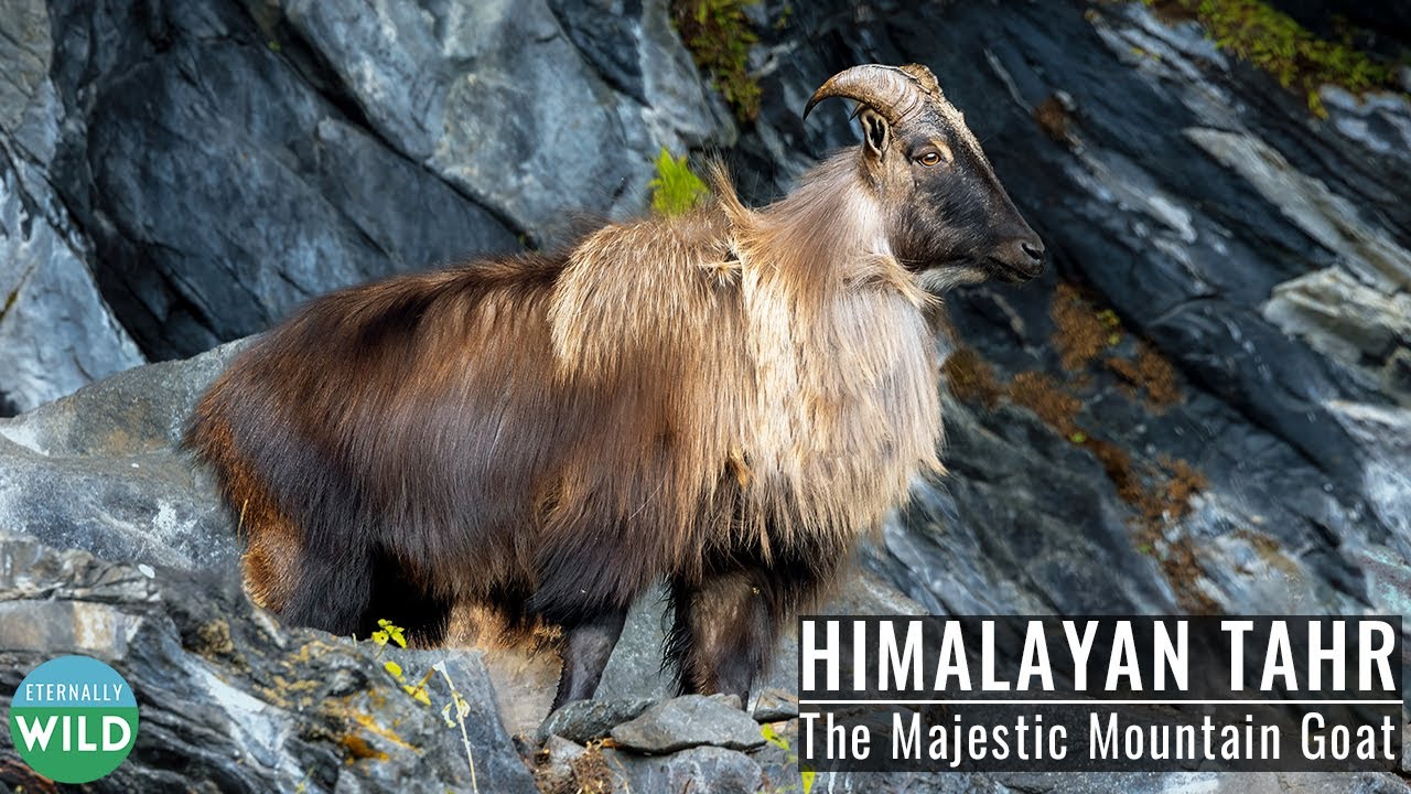 Himalayan Mountain Goat
