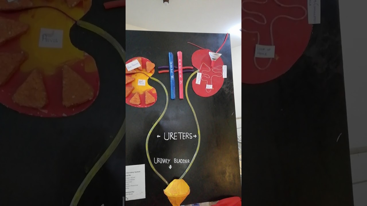 Working urinary system model - YouTube