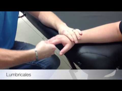 MMT Hand Finger Flexor & Extensors - YouTube