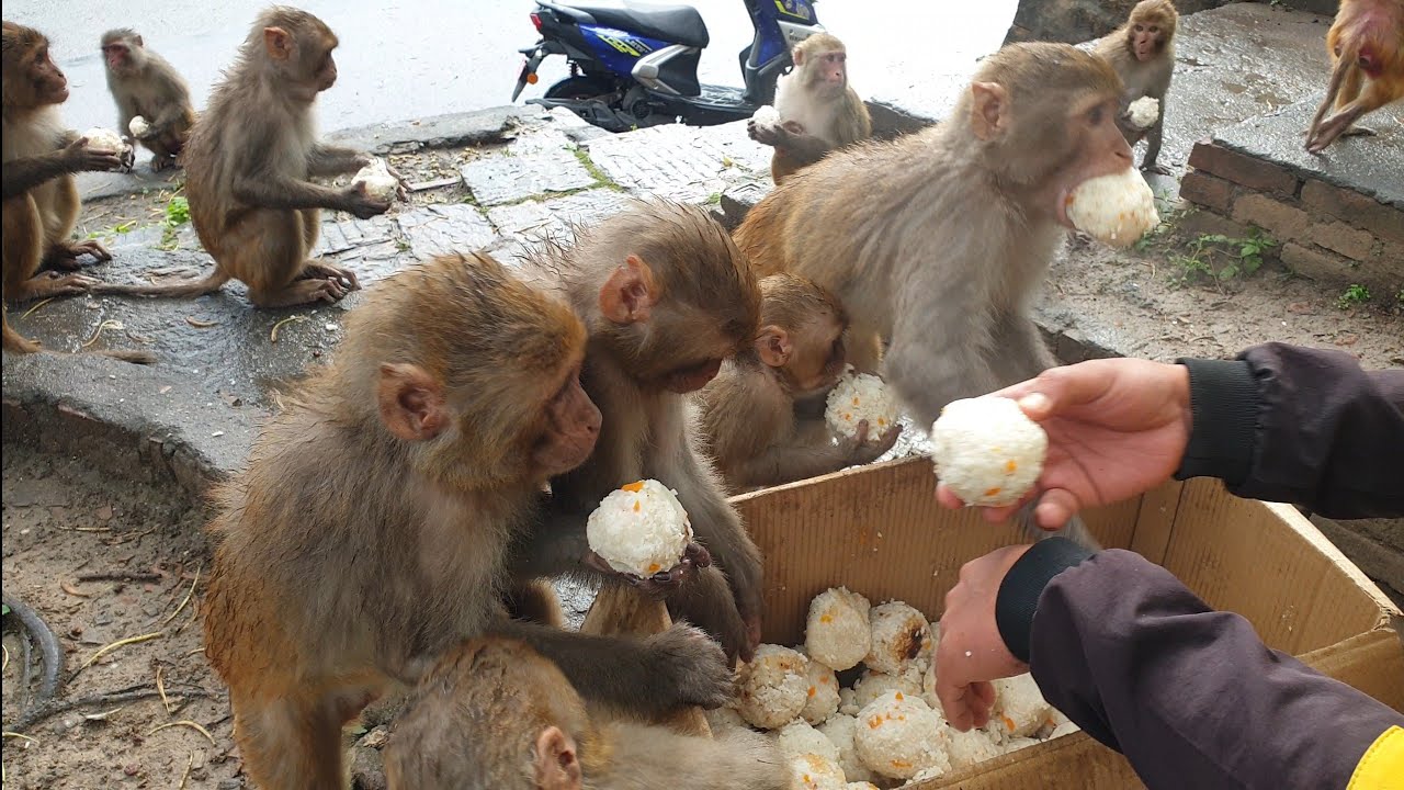 Rice ball for monkeys and feeding hungry dogs - YouTube