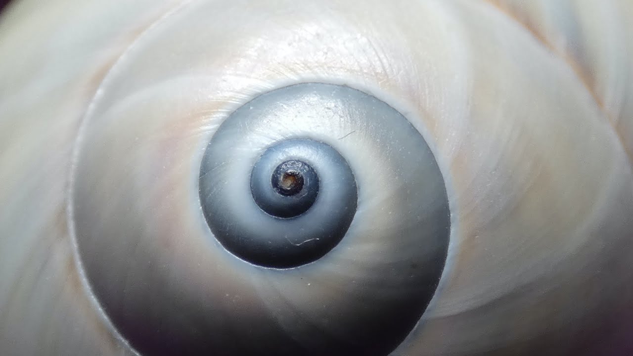 Identifying Moon Snails of Southwest Florida! - YouTube