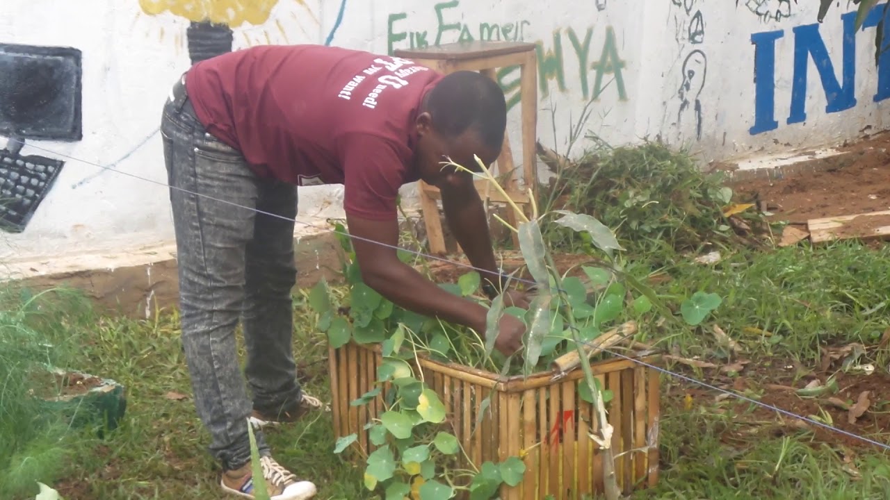LEARNER PRACTICING HERB FARMING IN RWANDA NOOK HUB - YouTube